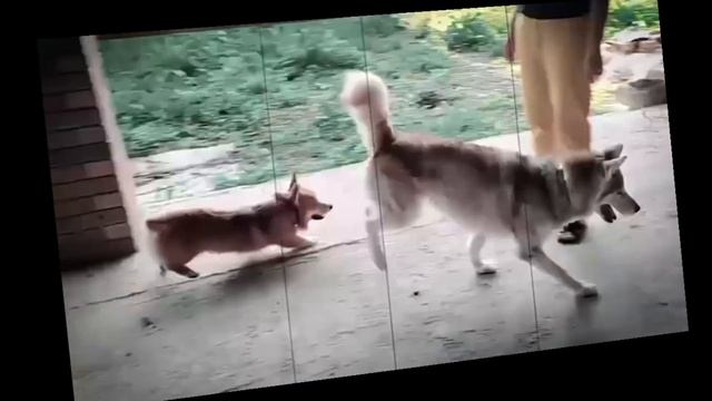 Видео в эдите и собаки не мои! К.К.Б.Б.