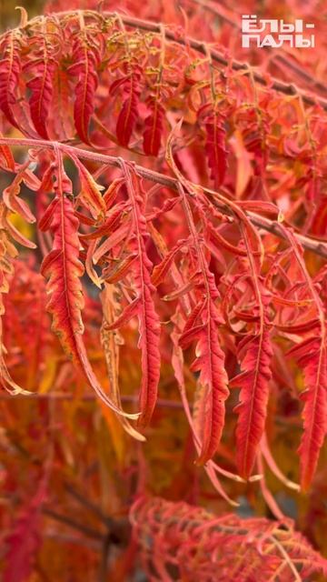 Осенние краски в питомнике ЁЛЫ-ПАЛЫ