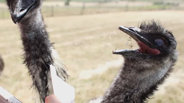 Страусы, эму,верблюды, кенгуру - кормим из рук в парке дикой природы Австралии, Wildlife park,Tasma