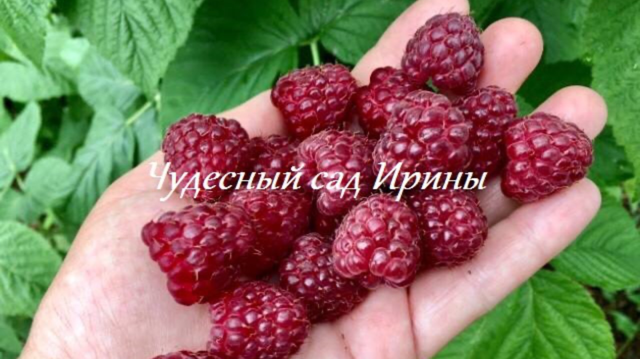 Чудесный сад Ирины. Малина Глен Файн