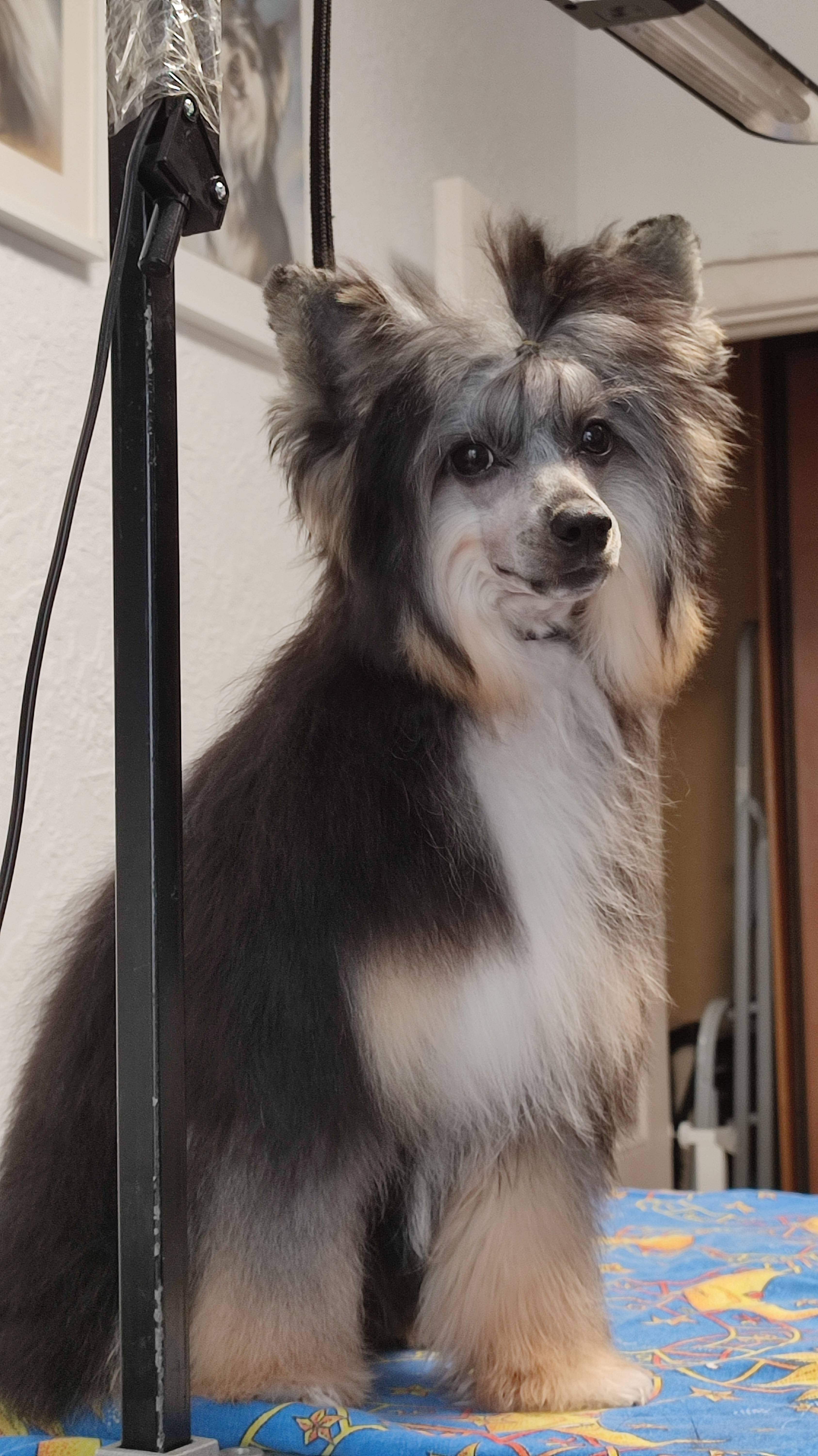 Грэйс под воздухом. Нам 7 месяцев!