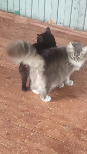 коты ⬛ друг об друга трутся, сплетаясь хвостами, почему? котолюбовь❤️ #cat #кошка #котолюбовь