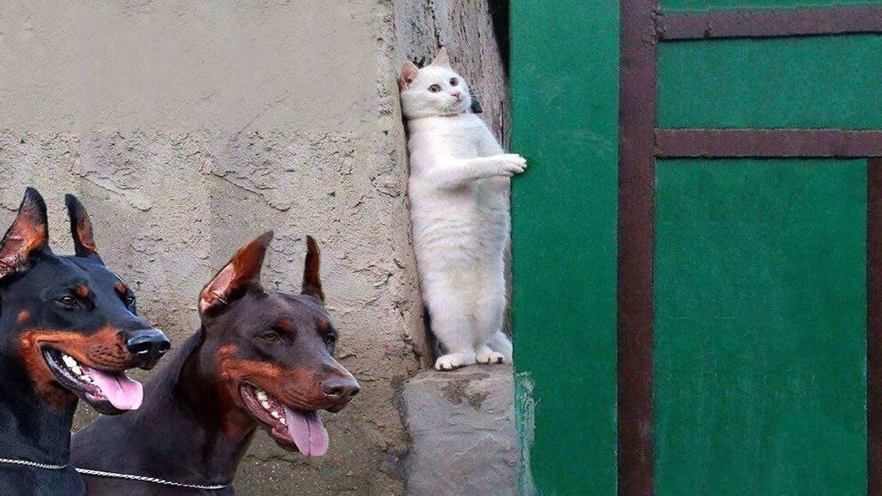 ПРИКОЛЫ_С_ЖИВОТНЫМИ😺🐶___СМЕШНЫЕ_КОТЫ_и_СОБАКИ😂