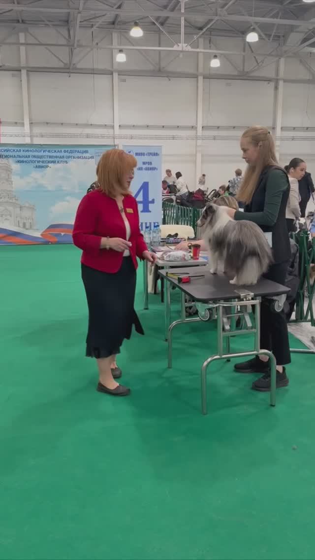 Моно шелти ранга КЧК судья Сенашенко Е-05.10.2025 часть1. КОБЕЛИ