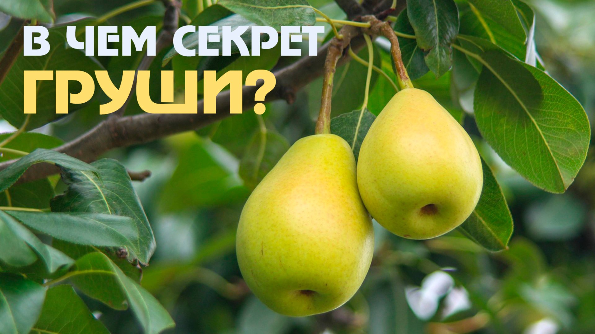 Интересные факты о грушах