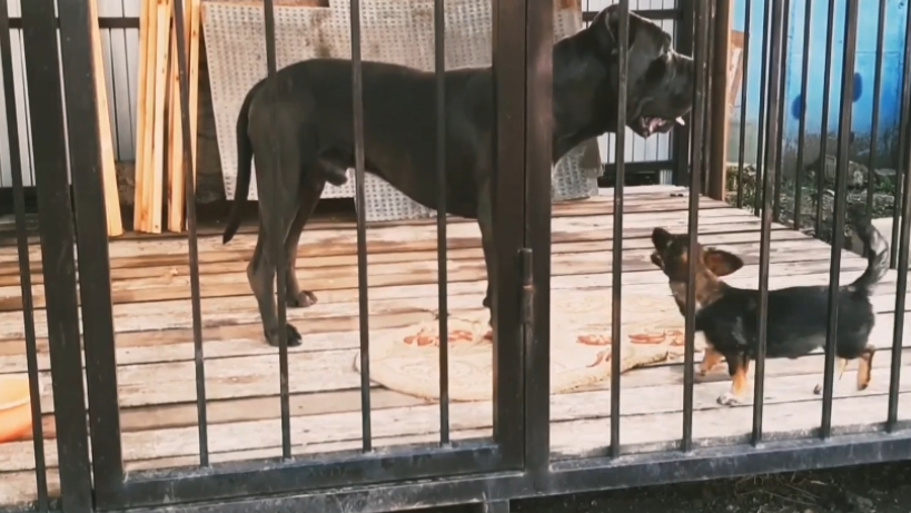 Кане Корсо для начинающих.Что нужно знать.Содержание опасных пород собак.