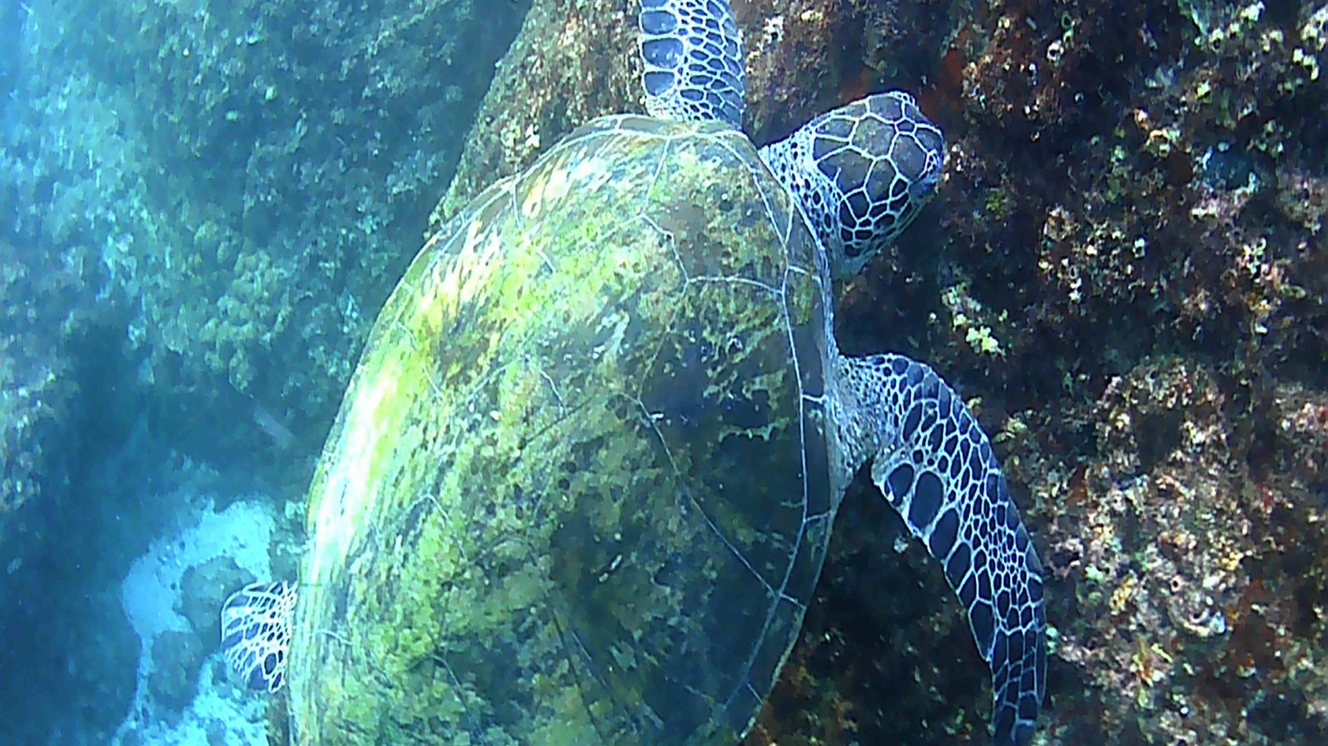 черепаха, дайвинг в Эмиратах, дайвинг на Фуджейре