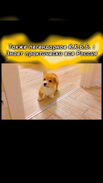 Видео в эдите и собаки не мои! К.К.Б.Б. ТОП!!!🐺🦊