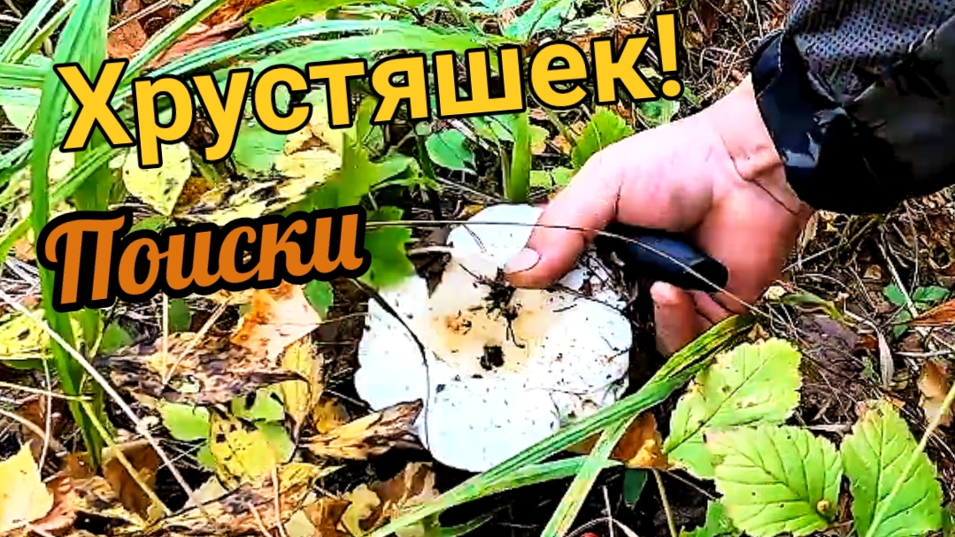 Этот лес нам принёс  подарки! Как мы грузди искали