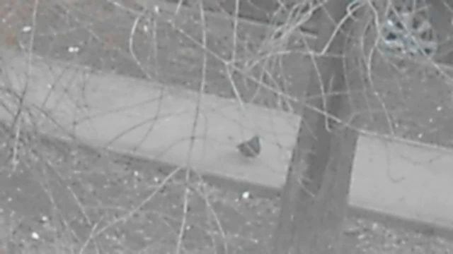 Голубь на дорожке 54684 DSCN6117. Архив весна 2025