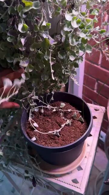 Дихондра в дом