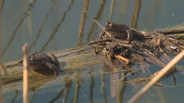 МЕЖДУ ПРОЧИМ, ГАДЫ. ЛЯГУШКИ