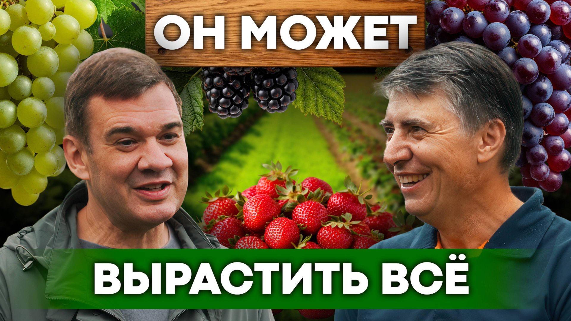 Доход на ягодах: советы агронома. Как вырастить клубнику на продажу и виноград на вино | Своя еда