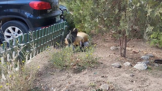 Котики в природе