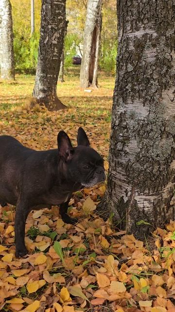 Последние прекрасные деньки