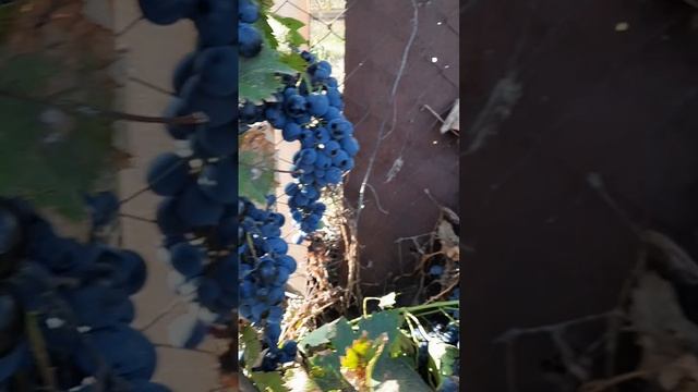 13. 11. 25 год. Хризантемы