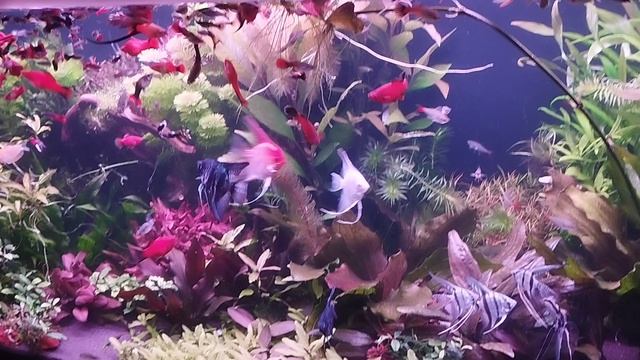 Свой мир,пополнение🐟🐠🐬