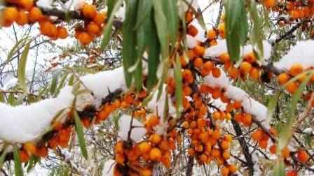 Первый снег Покрова... С Праздником! Автор и исполнитель Елена МОРОЗОВА 27