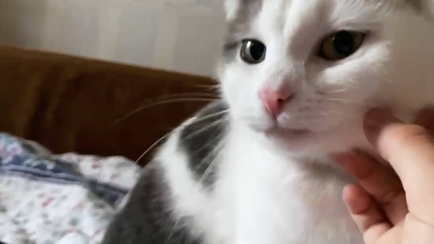 Наши теплые, мягкие, родные, любимые и самые верные ....