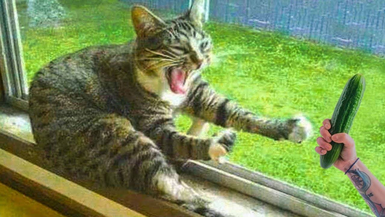 ПРИКОЛЫ С ЖИВОТНЫМИ ДО СЛЕЗ Смешные КОТЫ Приколы с КОТАМИ Funny