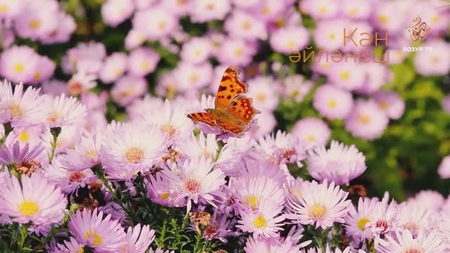 Нәни иҗатларның зур дөньясы | Гаҗәеп дөнья серләре. Бөҗәкләр дөньясы