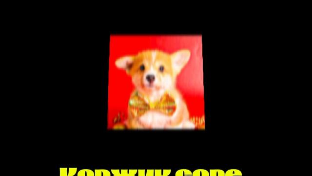 Видео в эдите и собаки не мои! Коржик core:
