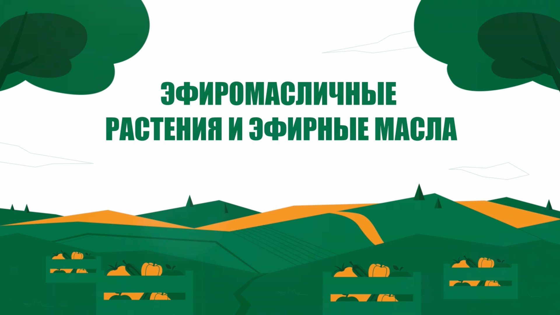 Все об эфиромасличных растениях и эфирных маслах