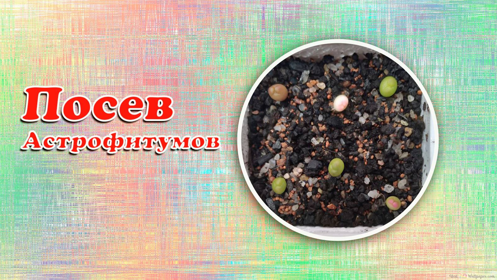 Посев астрофитумов Астериас