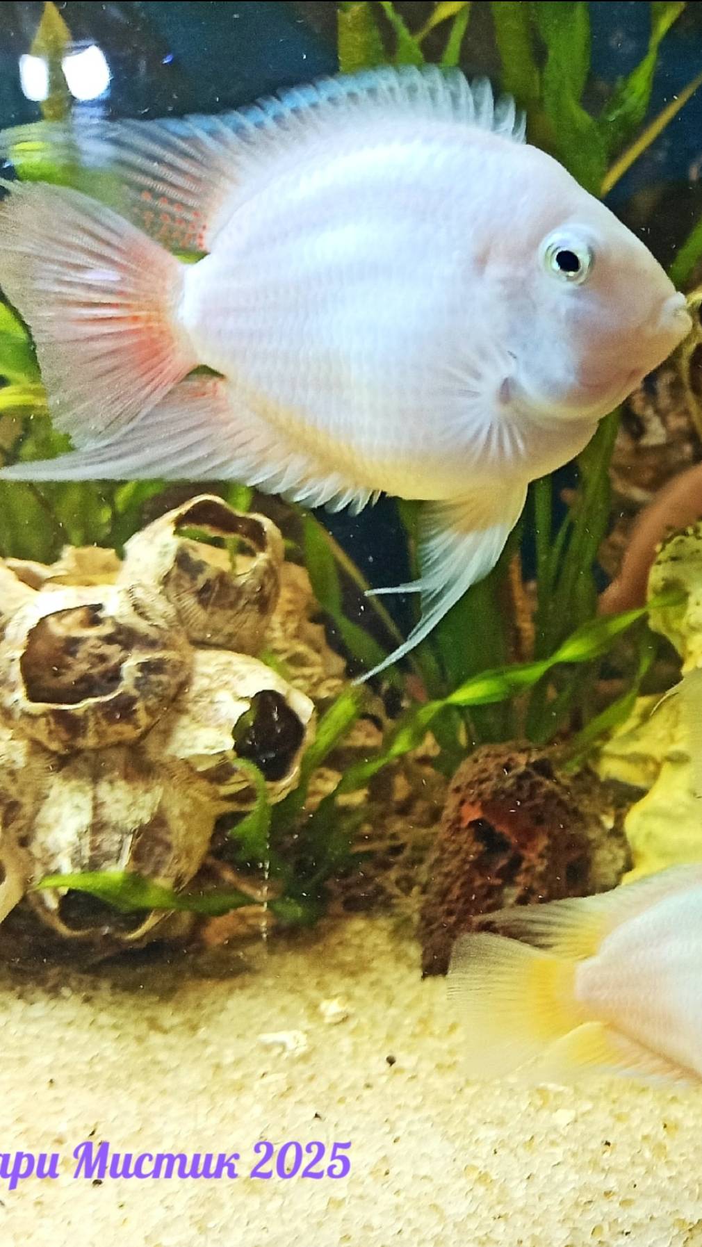 Самцы платиновый попугай и гибриды черноволосой цихлазомы и сапфирового попугая