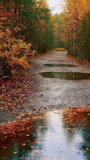 Улыбнись и подумай , какая красивая осень #осень#красиваяосень#настроение