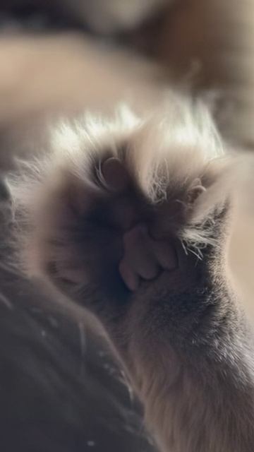 Вычесываем кипу шерсти с пушистого кота 🐱✨ Макро ASMR для релакса