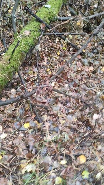 Первый раз выбрался за полтора месяца в лес. Попалась поляна рядовки спустя 40 минут поисков.