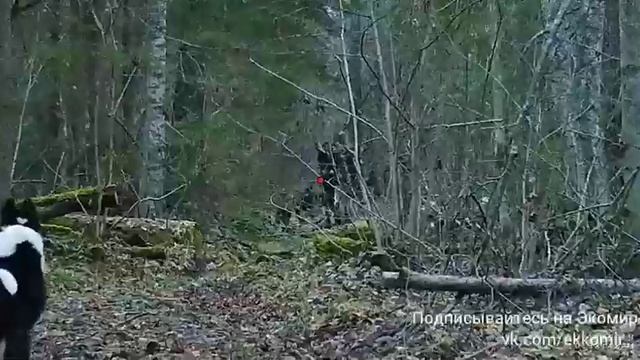 Шикарное видео с охоты на лося с собаками - еще одной увлекательной охоты наших широт.