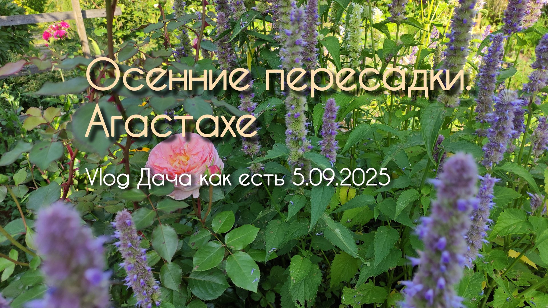 Осенние дачные хлопоты. Агастахе/ vlog дача как есть 5.09.2025