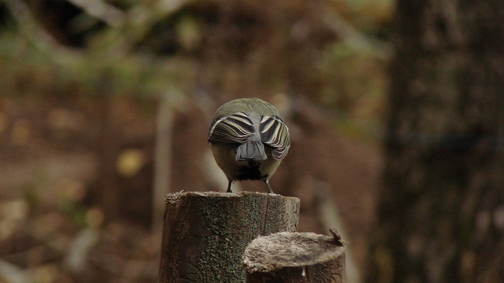 Под окном 2025 окт 10 экш камера FIREFLY камера видеонаблюдения