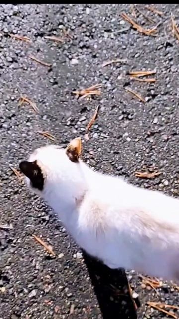 Мои усатые друзья..Муська. Про тех кто живёт рядом..