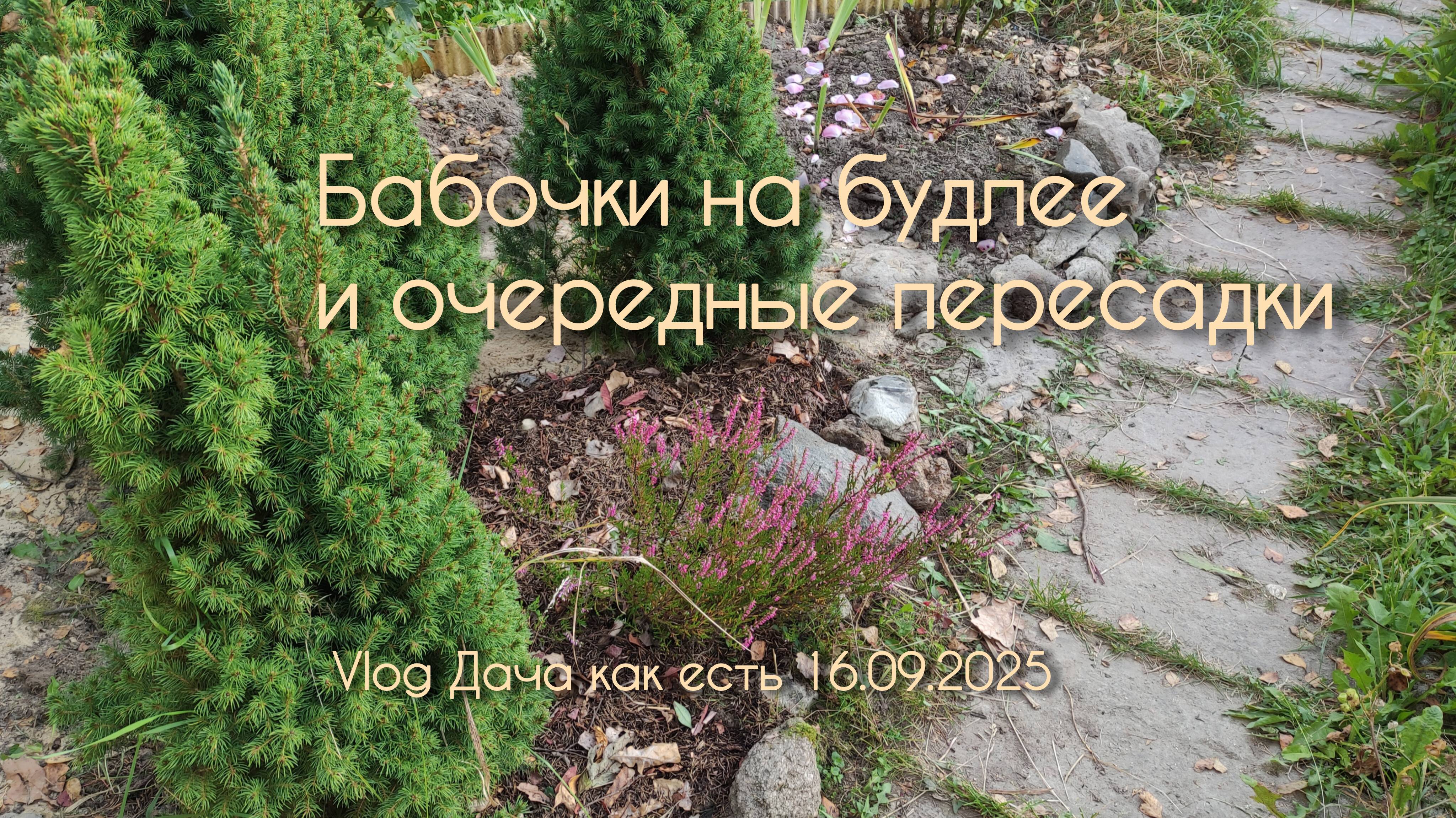 Бабочки и пересадки. Лилейники, камнеломка, армерия/ Vlog Дача как есть 16.09.2025