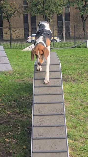 Веселые выходные Пряника14-10-2025