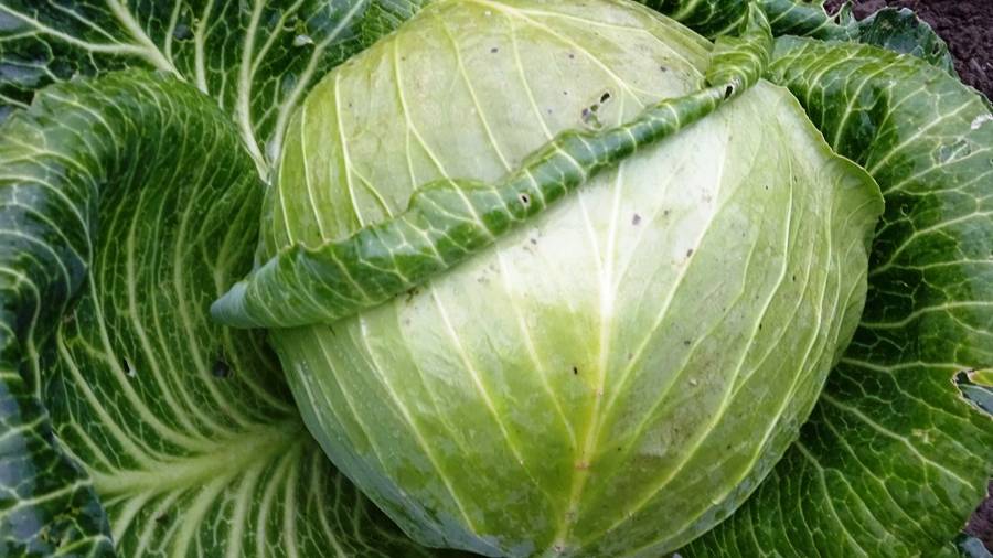 Капуста белокочанная и заморозки: когда убирать с огорода