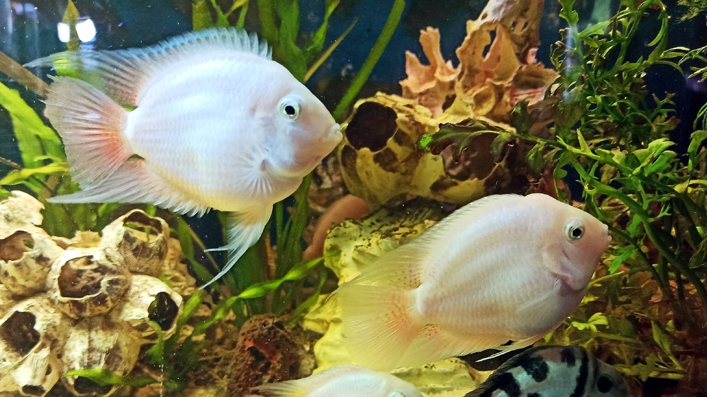 Перезапуск аквы 100 литров с цихлазомаии