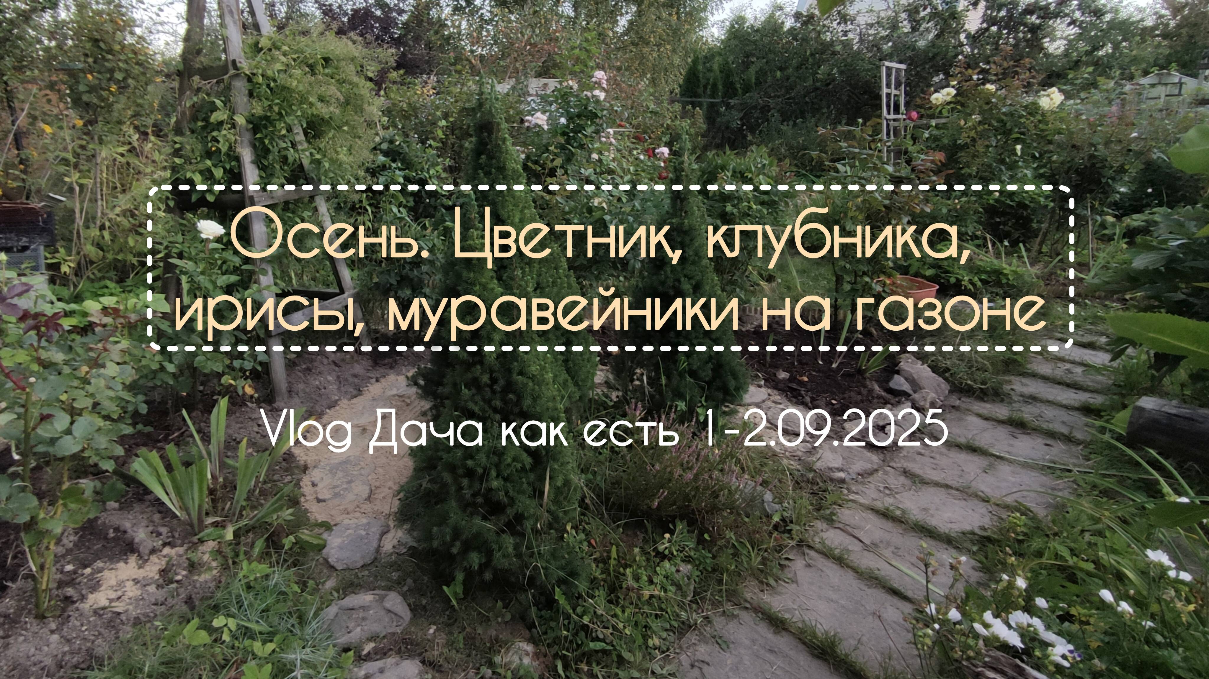 Осень. Новый старый цветник, клубника и ирисы/ vlog дача как есть 1-2.09.2025