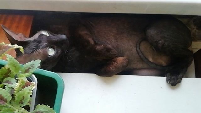 Лучшие друзья кошек зимой...батареи/ первый буранчик