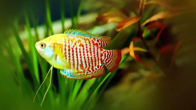 Чем у Лялиусов (Dwarf gourami) — Colisa lalia (Hamilton, 1822) самец отличается от самки ?