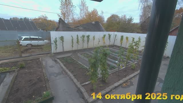 7 соток. Зачем копать грядки? Хроника 14 октября 2025 год.