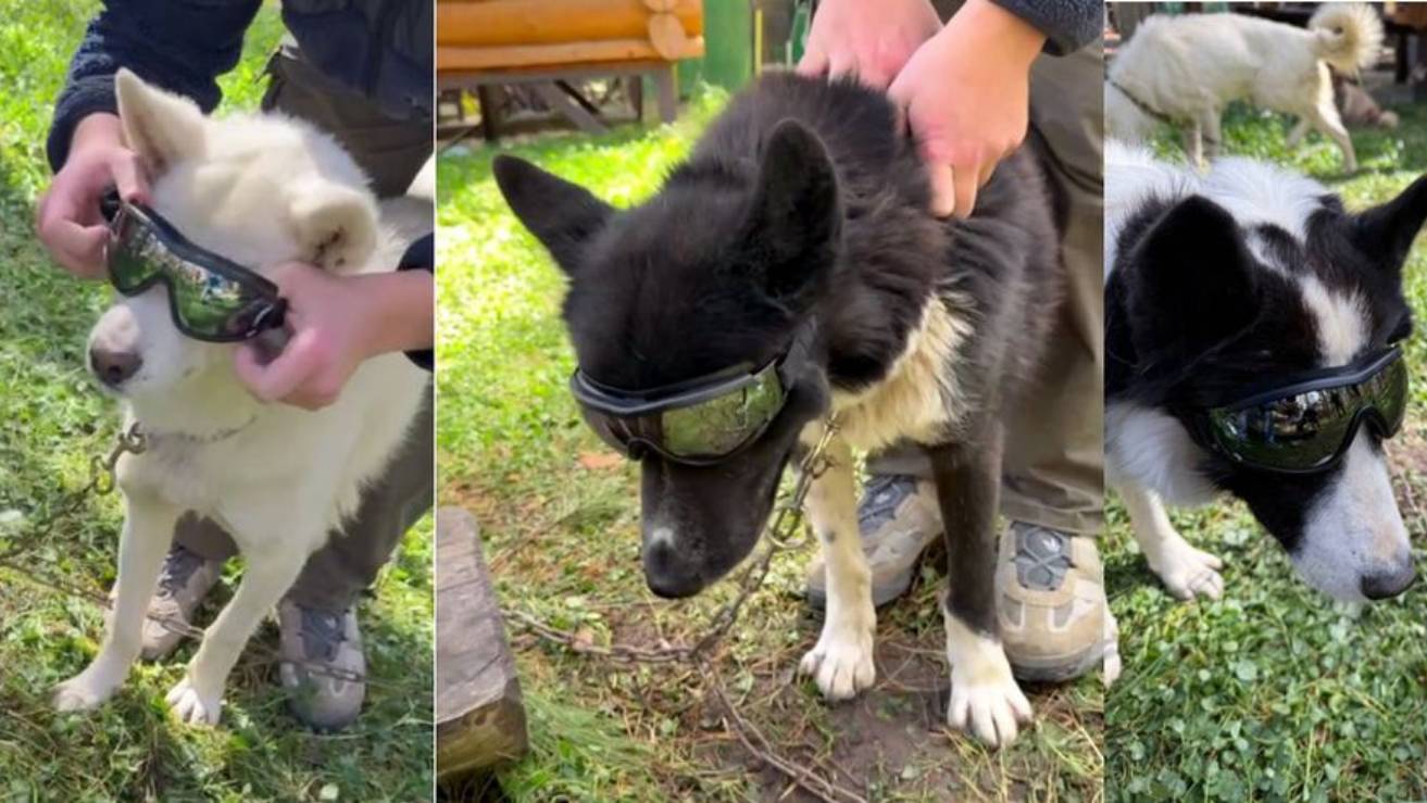 Первый день акклиматизации собак-шерпов в Приэльбрусье. Приучаем к солнцезащитным очкам