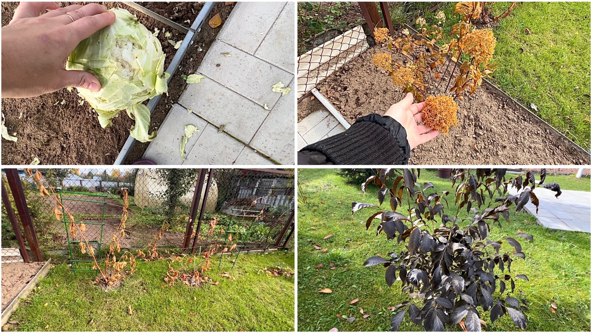 4 октября. ОБЗОР ОГОРОДА. Погрызли капусту. Следы. Были заморозки.