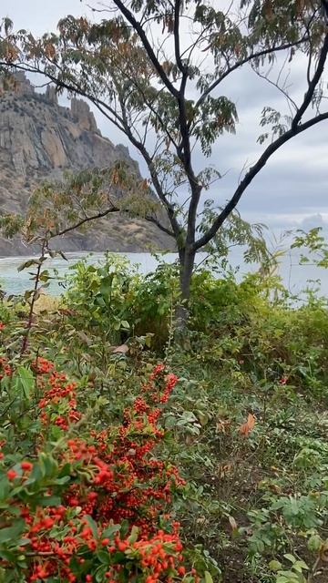 Осень у подножья Карадага Биостанция