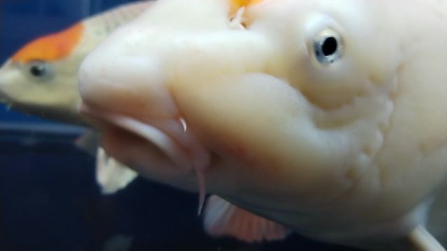 #Рыба_в_беретке #аквариум #промысловыйэкземпляр #редкаярыбаальбинос #аквариумныерыбки