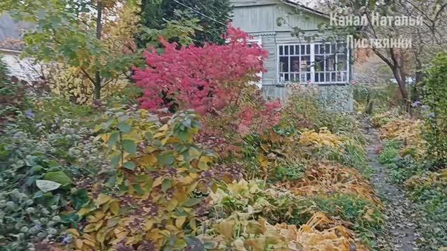 Дача 12.10.25. Многолетние астры. Бересклет крылатый. Посадила чеснок и нарциссы.