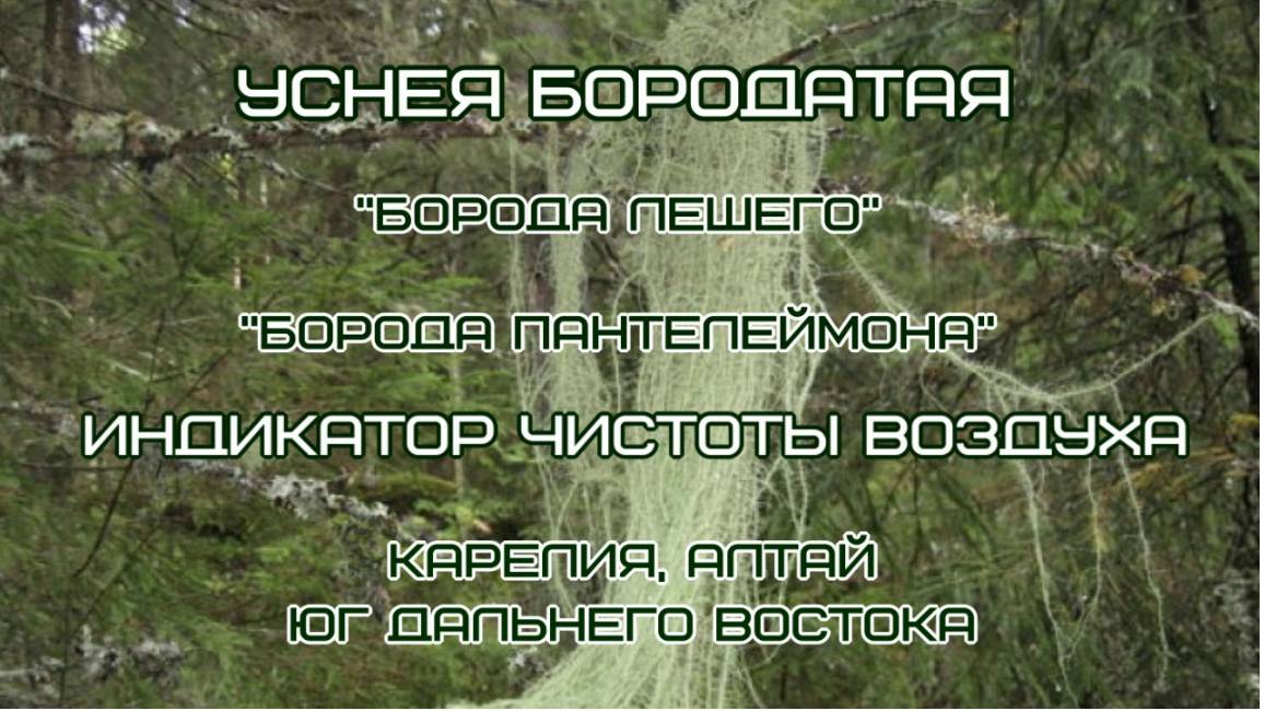 Уснея бородатая